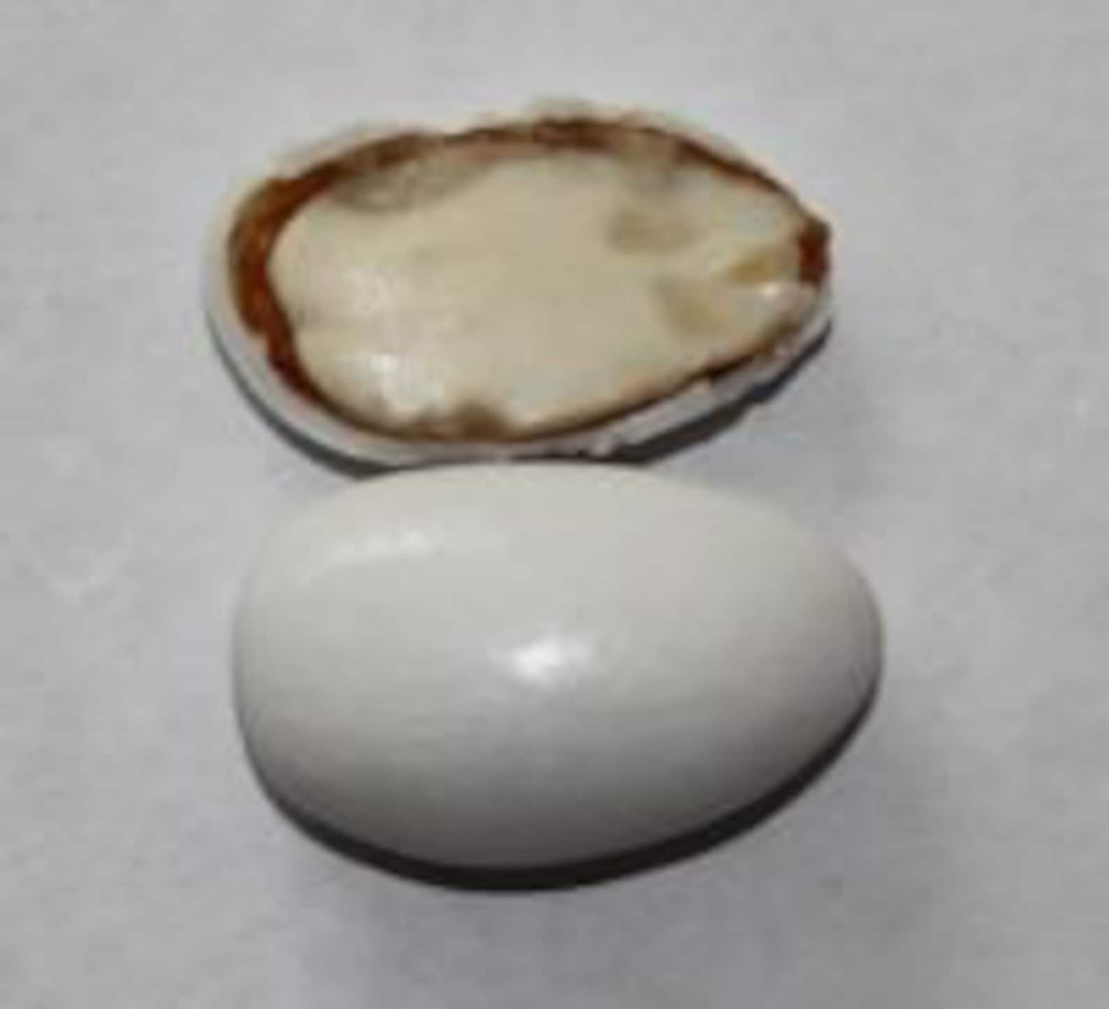 Wedding Jordan Almonds Super Fine Large Flat Almond for - Etsy