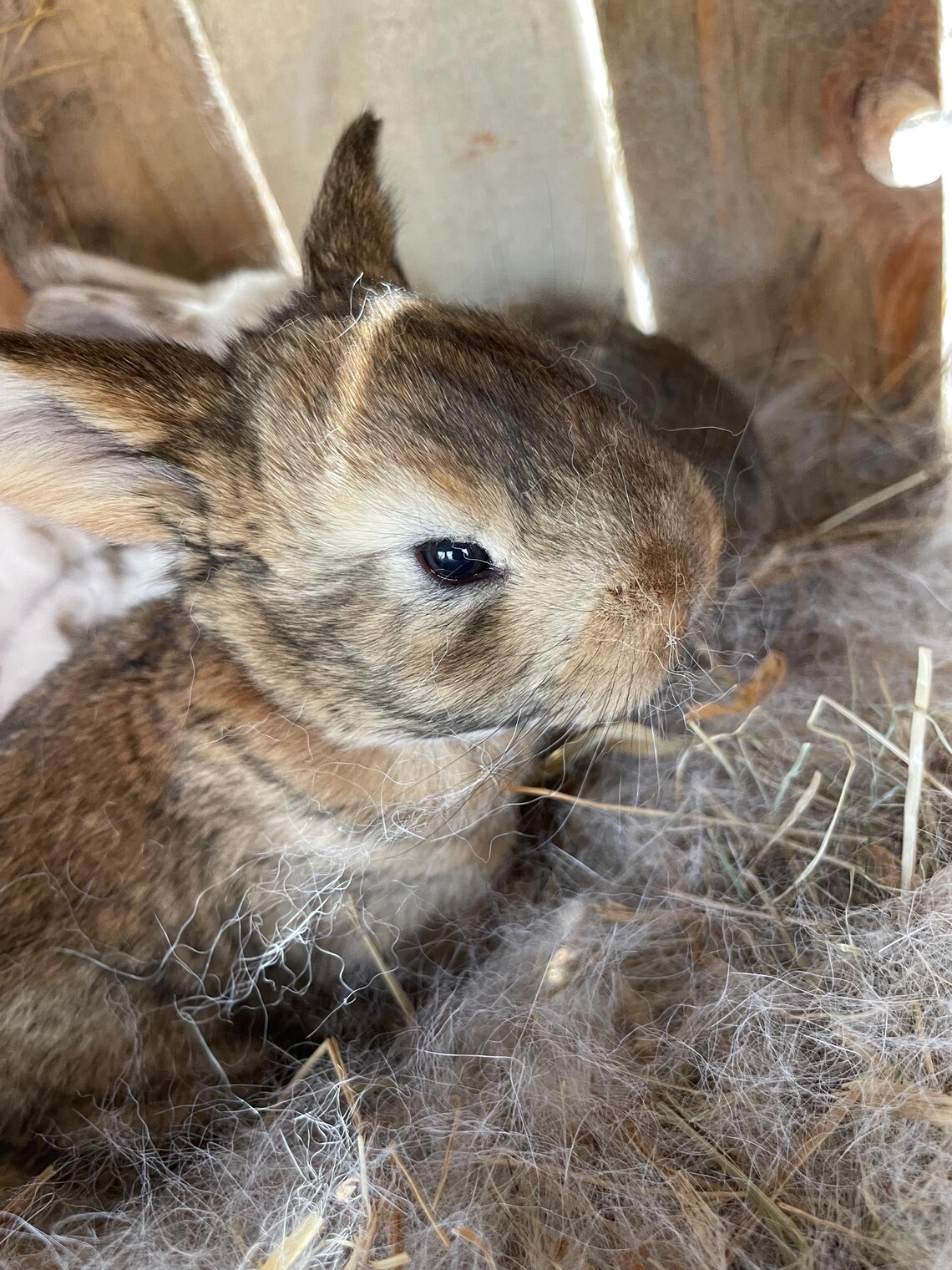 Rabbit Nesting Boxes - Etsy