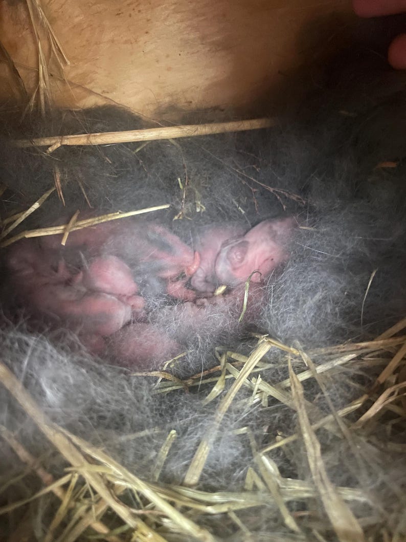 Rabbit Nesting Boxes - Etsy