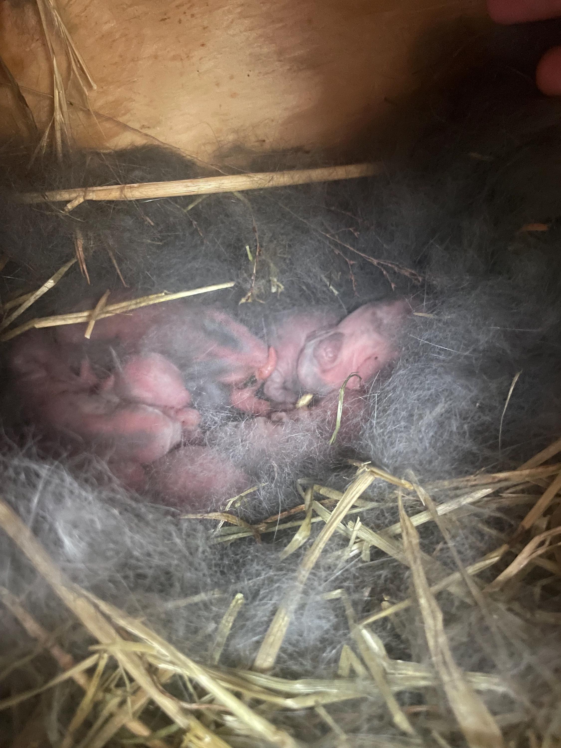 Rabbit Nesting Boxes - Etsy
