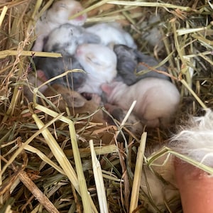 Rabbit Nesting Boxes - Etsy