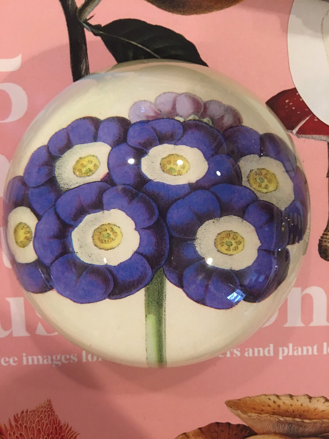 Glass Dome Paperweight Primrose Done in Decoupage With Antique Print as ...