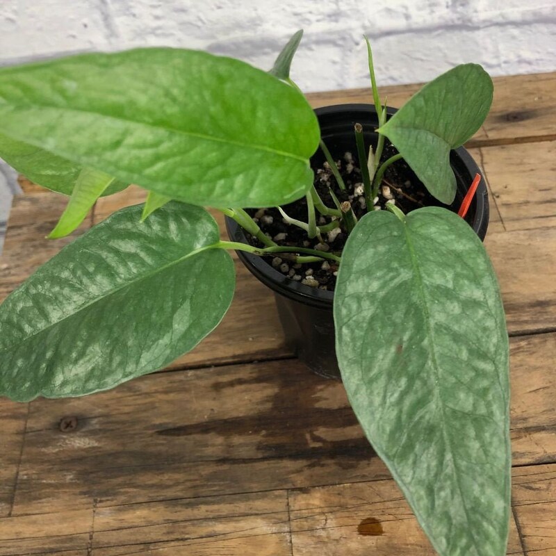 Cebu Blue Pothos - Etsy