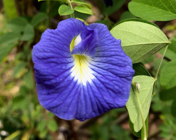 Butterfly Pea, Clitoria Ternatea, Asian Pigeonwings Live Plant Potted ...