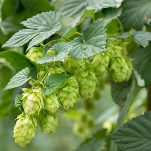 Hops Flowers, Wild Harvested From Utah. Dried, Loose 1 Ounce Humulus ...