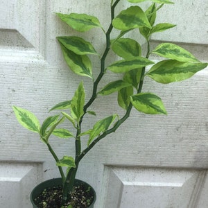 Variegated Devil's Backbone Pedilanthus Tithymalpides Live Plant Potted ...