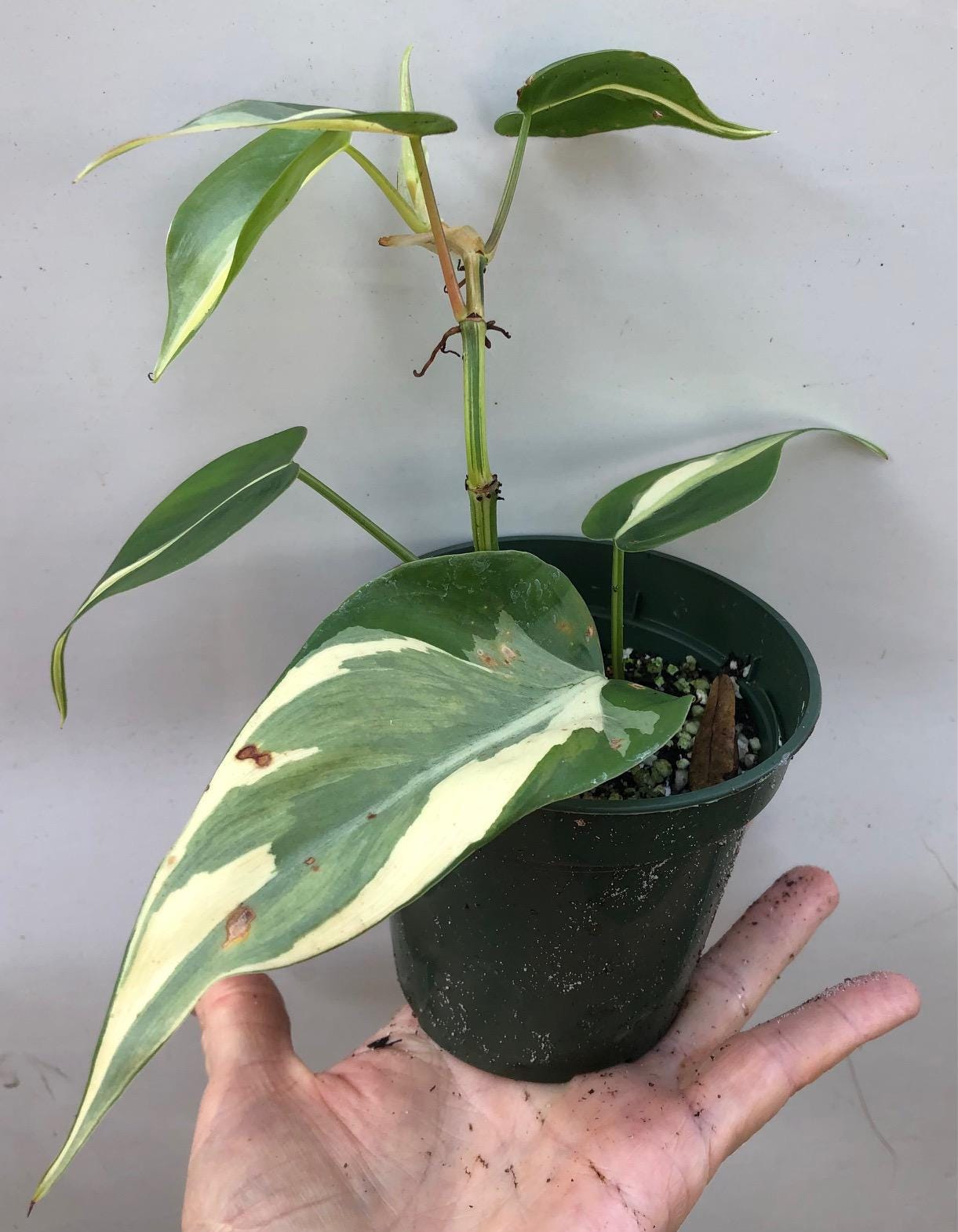 Philodendron Rio Plant - Heartleaf Variety - Ships in Pot - Etsy