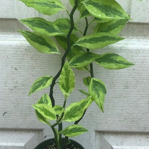 Variegated Devil's Backbone Pedilanthus Tithymalpides Live Plant Potted ...