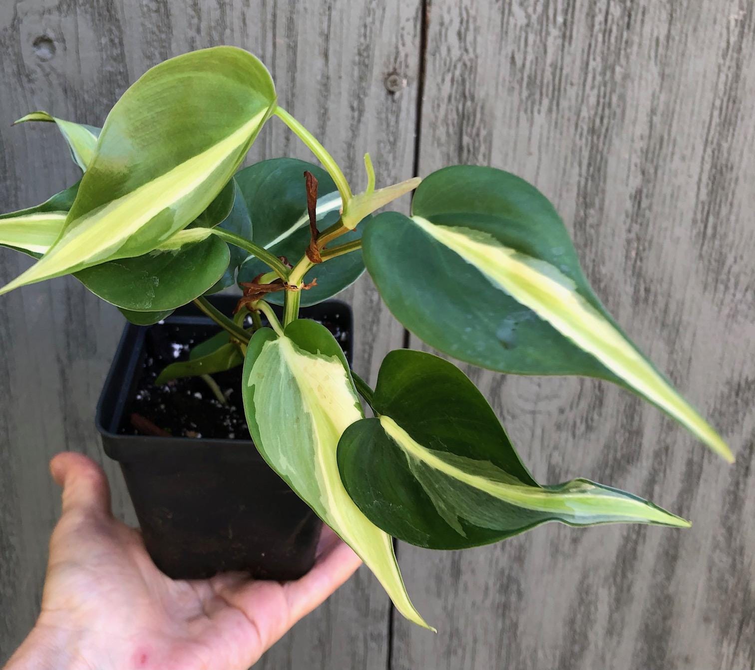Philodendron Rio Plant - Heartleaf Variety - Ships in Pot - Etsy