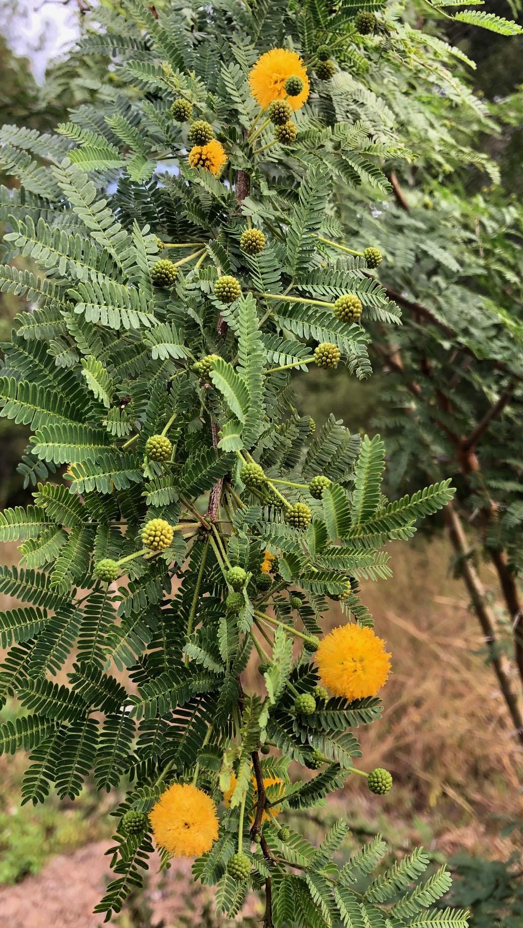 Fragrant Sweet Acacia Tree 15+ Seeds - Vachellia Farnesiana - Yellow ...