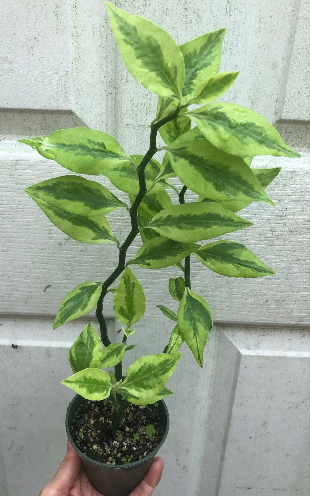 Variegated Devil's Backbone Pedilanthus Tithymalpides Live Plant Potted ...