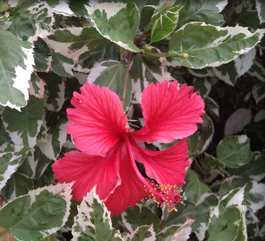 Hibiscus 'snow Queen', Variegated Leaves, Live Plant in a Container ...