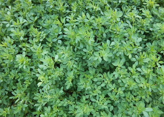 Alfalfa Planta