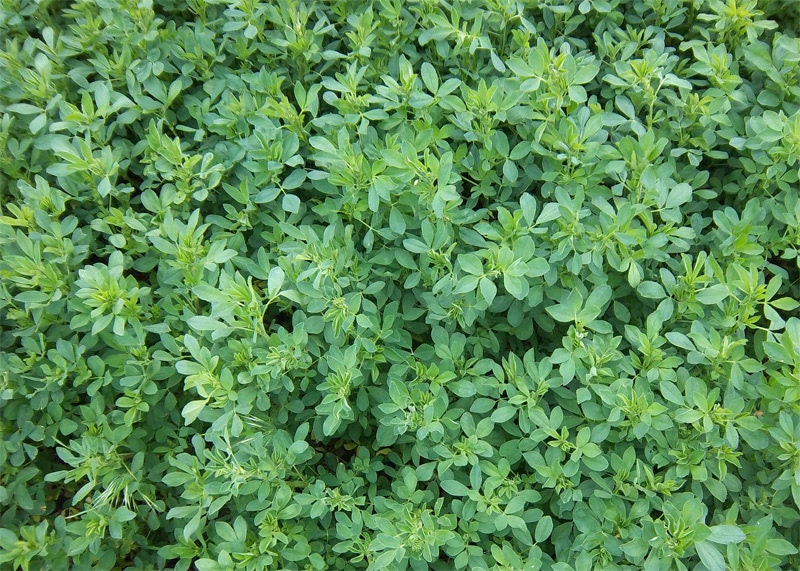 Hoja de Alfalfa Orgánica Seca Suelta. 1 oz Cortar & Sifted | Etsy