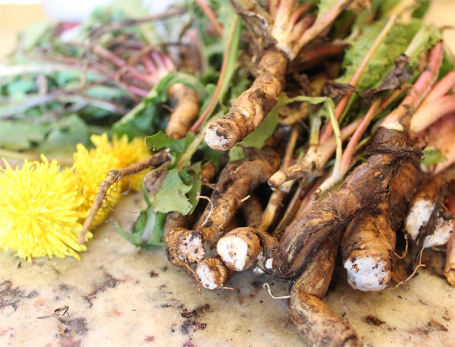 ORGANIC Raw Dandelion Root Loose Dried 2 Ounces Taraxacum - Etsy