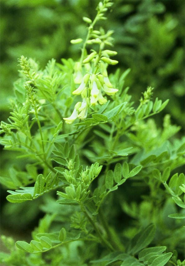 ORGANIC Astragalus Root Loose Dried and Cut 2 Ounces - Etsy