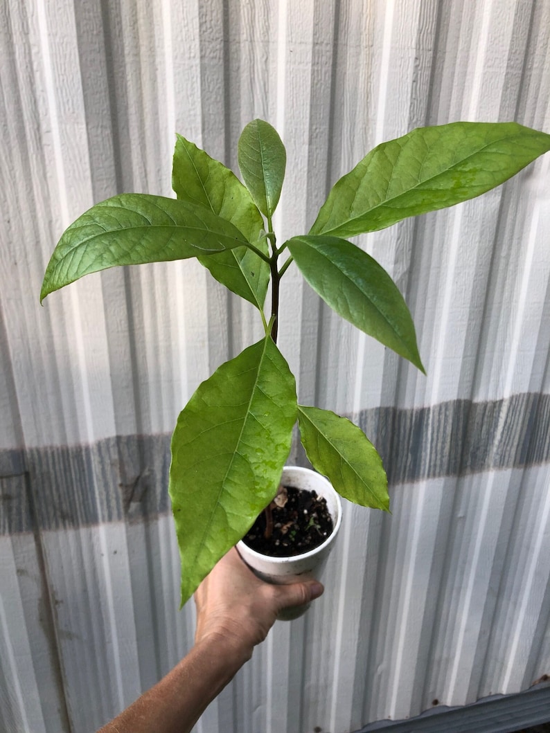 Avocado Seedlings - Potted in 5" Pot, Young Starter Avocado Seedling ...