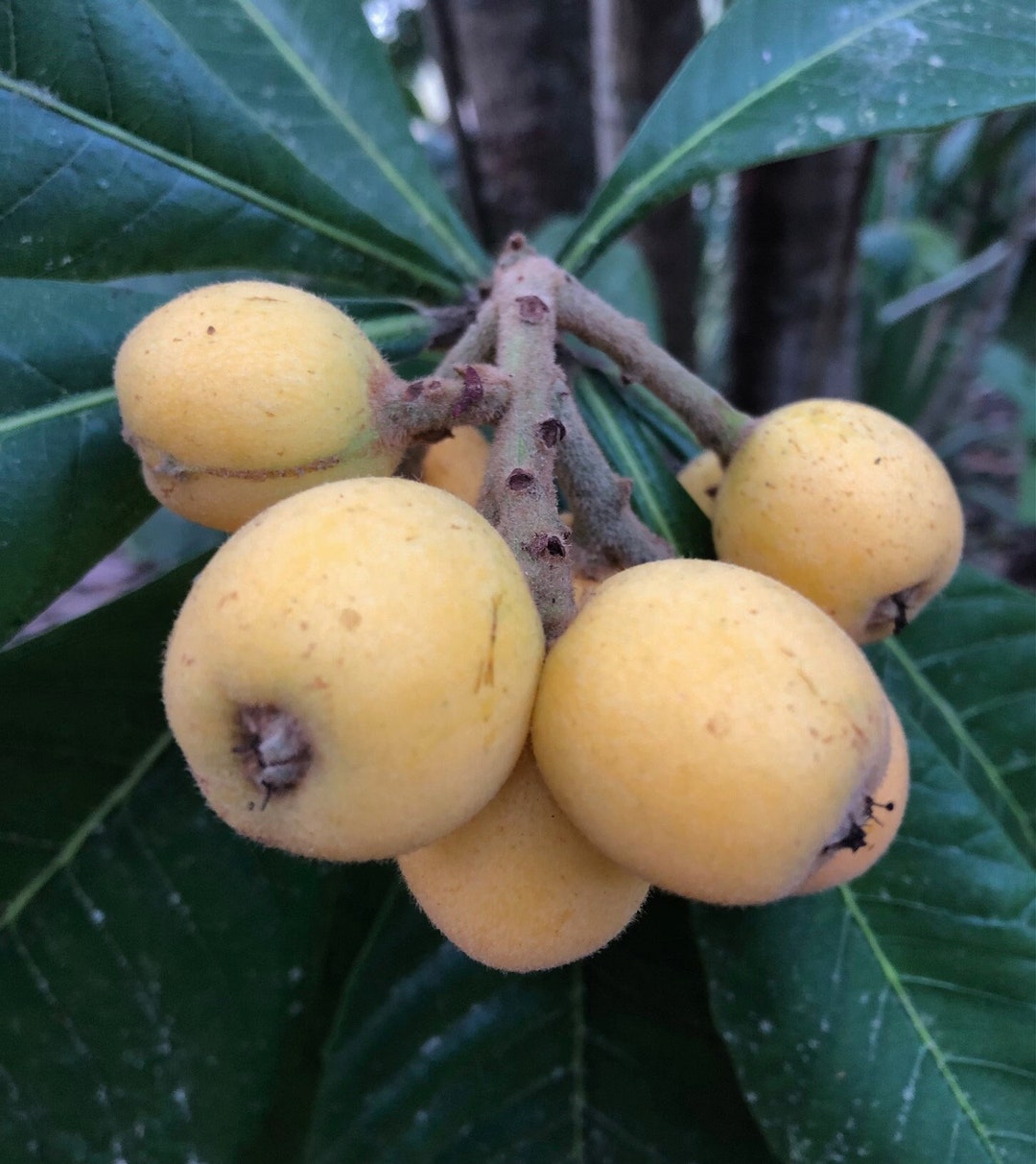 Loquat Seedling: Potted Eriobotrya Japonica Plant (4" Pot) - Etsy