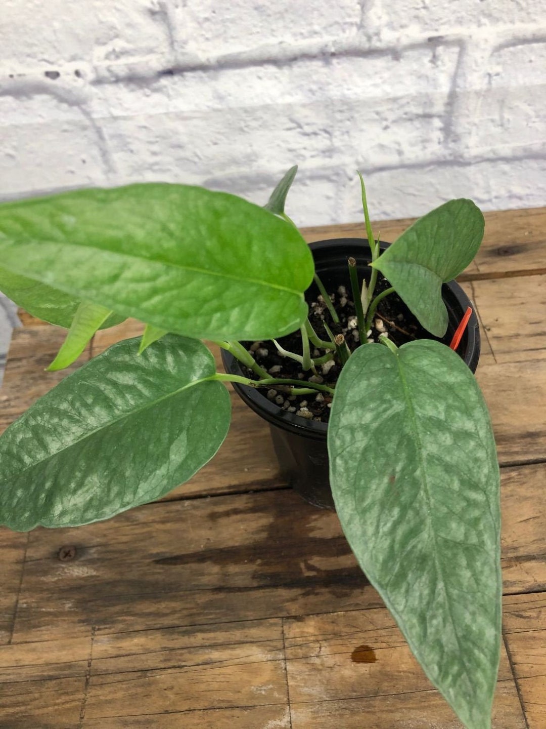 Live Cebu Blue Pothos Plant - Tropical Indoor Vine - Etsy