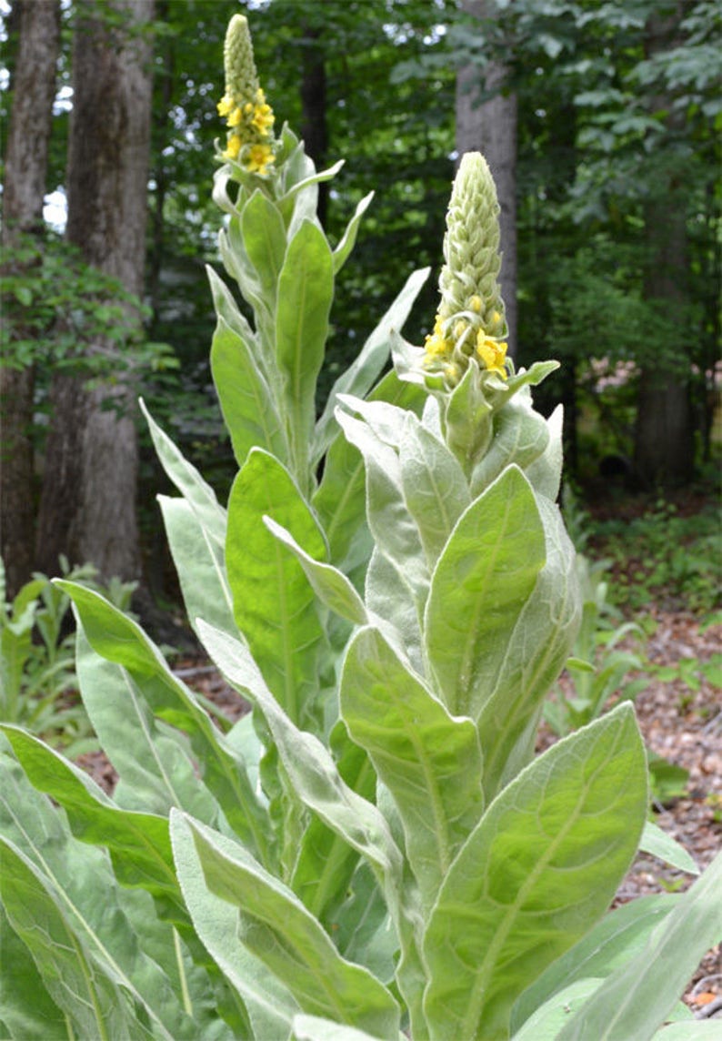 Mullein Leaf 1 Ounce of Cut & Sifted Dried Loose Mullein - Etsy