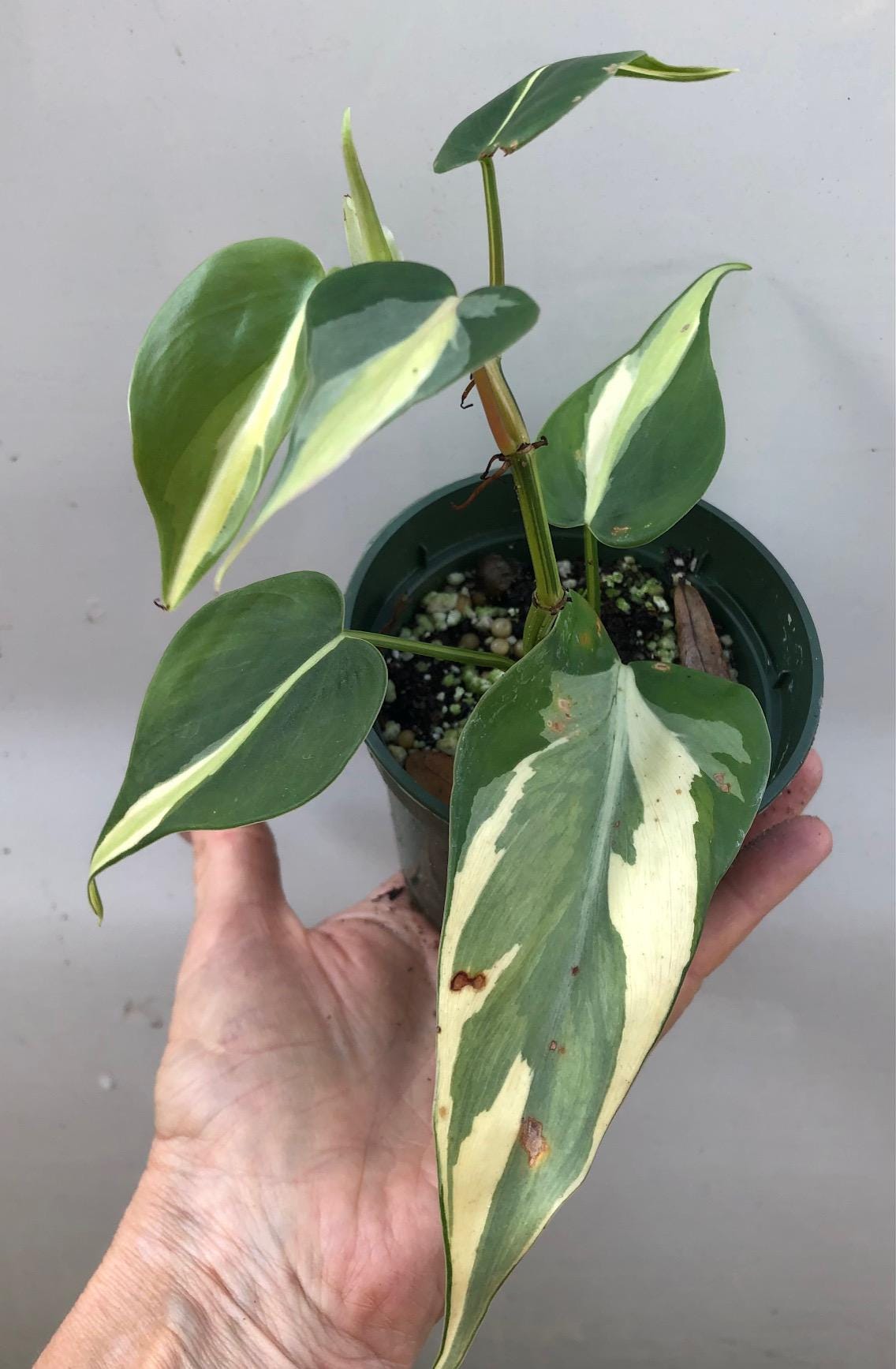 Philodendron Rio Plant - Heartleaf Variety - Ships in Pot - Etsy