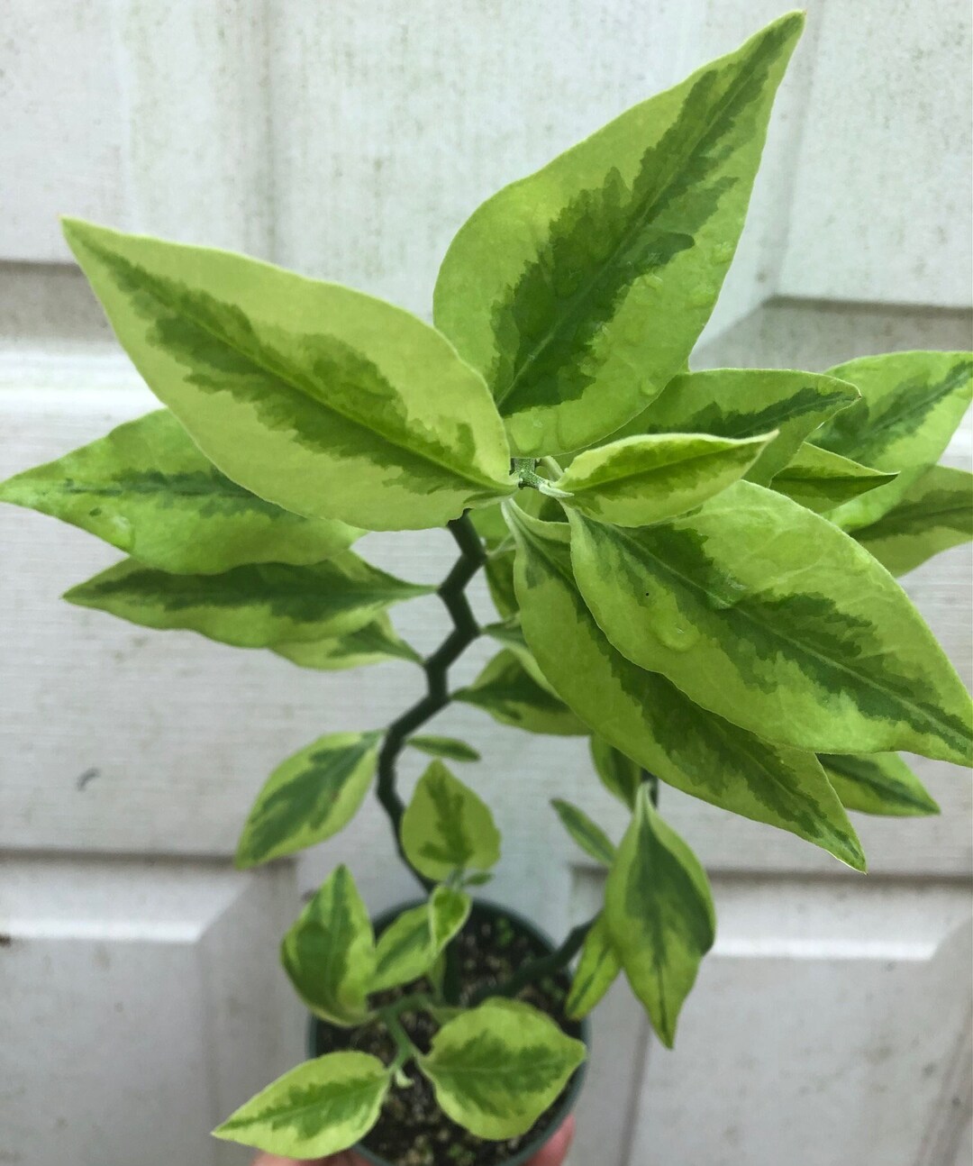Variegated Devil's Backbone Pedilanthus Tithymalpides Live Plant Potted ...