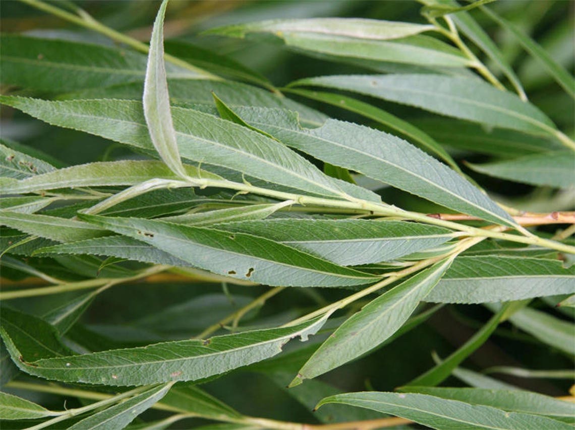 Willow Bark Wild Harvested Dried Loose 1 Ounce Salix Alba - Etsy