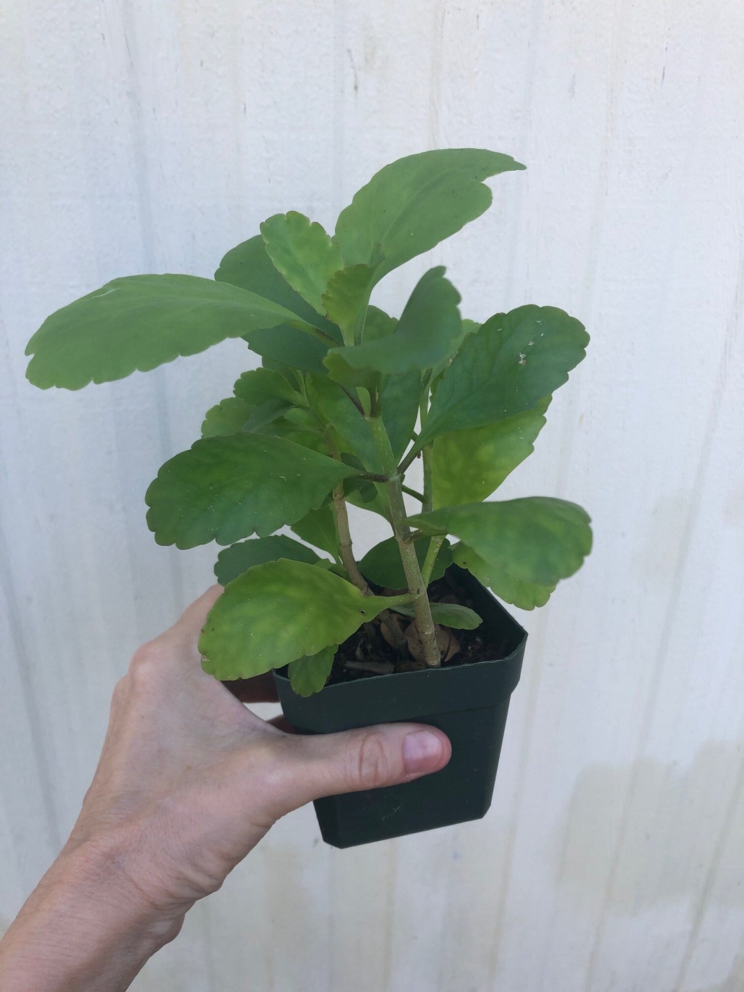 Kalanchoe Pinnata, Goethe Plant, Bryophyllum Pinnatum in 3" or 4" Pot ...