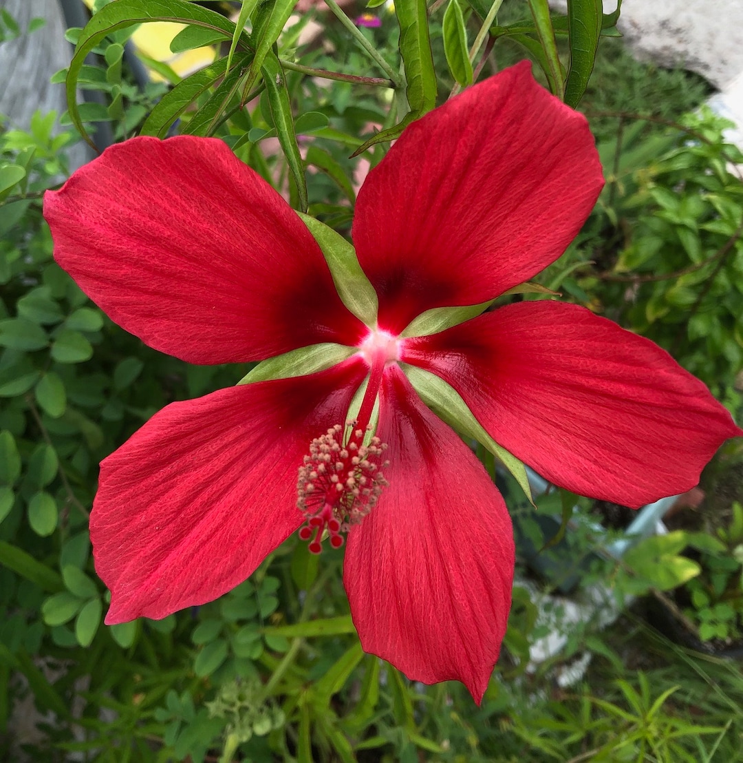 Red Texas Star Hibiscus, Hibiscus Coccineus, Live Plant in a Pot With ...
