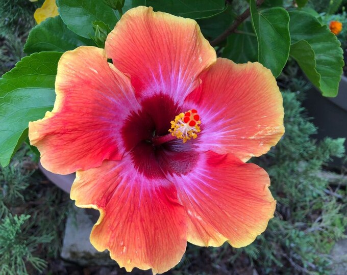 Tropical Hibiscus 'cosmic Dancer' Hibiscus - Etsy