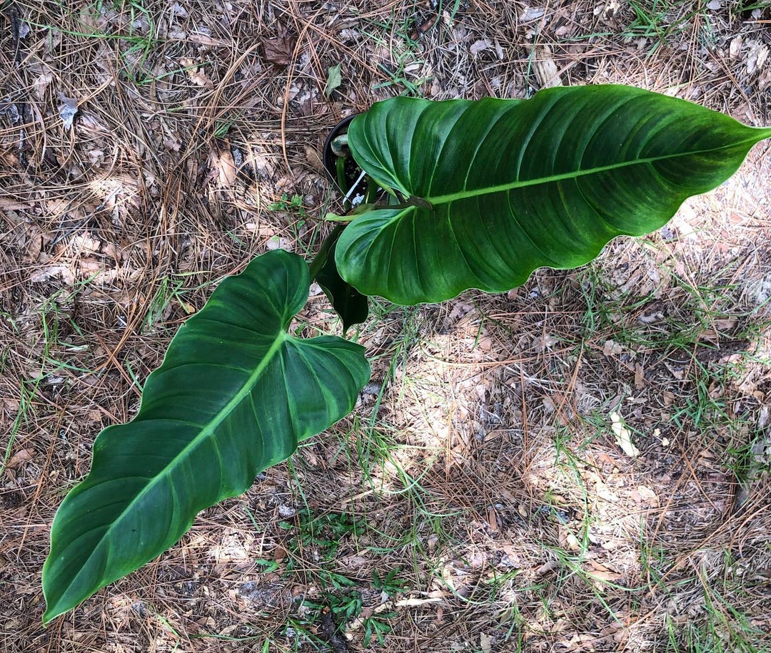 Philodendron Subhastatum Live Plant - Live Plant Potted With Soil in 4 ...