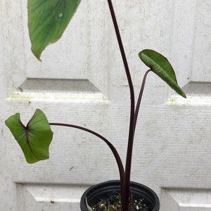 Colocasia 'pharaoh's Mask' - Rare Elephant Ear Hybrid - 4" Potted Live ...