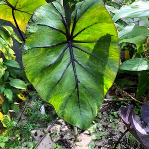 Colocasia 'pharaoh's Mask' - Rare Elephant Ear Hybrid - 4" Potted Live ...