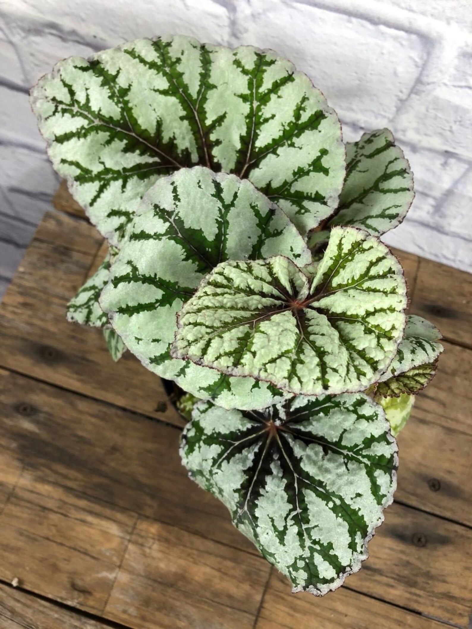 LIVE Begonia Rex 'Silver Dollar' begonia. LIVE plant | Etsy