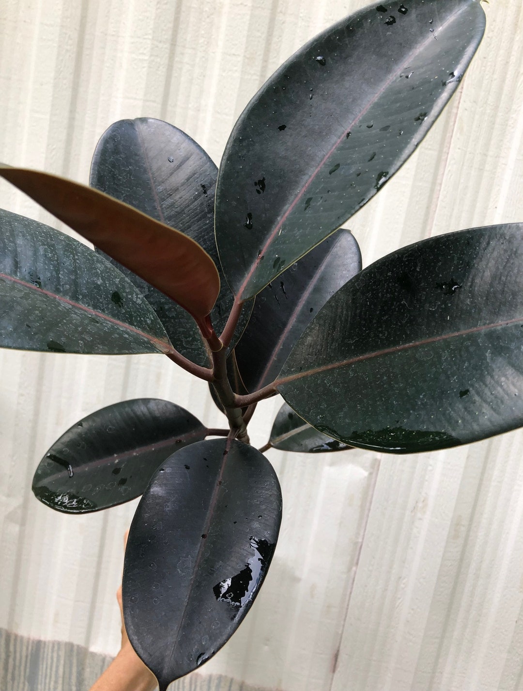 Ficus Elastica 'burgundy' Plant - Rubber Plant, Pot Size 4", Potted ...
