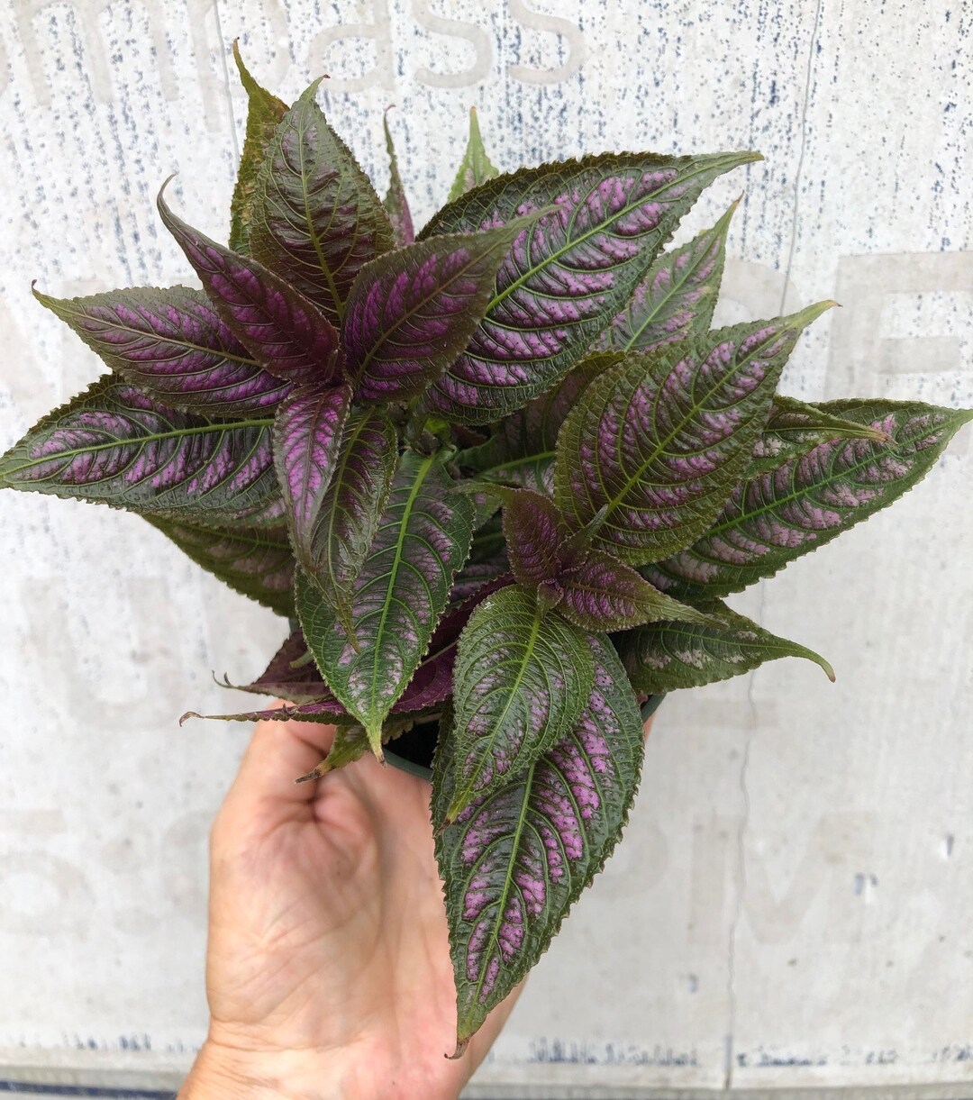 Persian Shield Plant, Strobilanthes Dyerianus Live Plant Potted in a ...