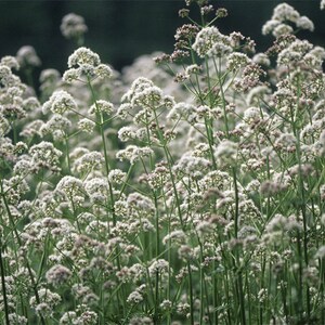 Organic Valerian Root - 2 Ounces of Cut & Sifted Organic Valerian Roots ...