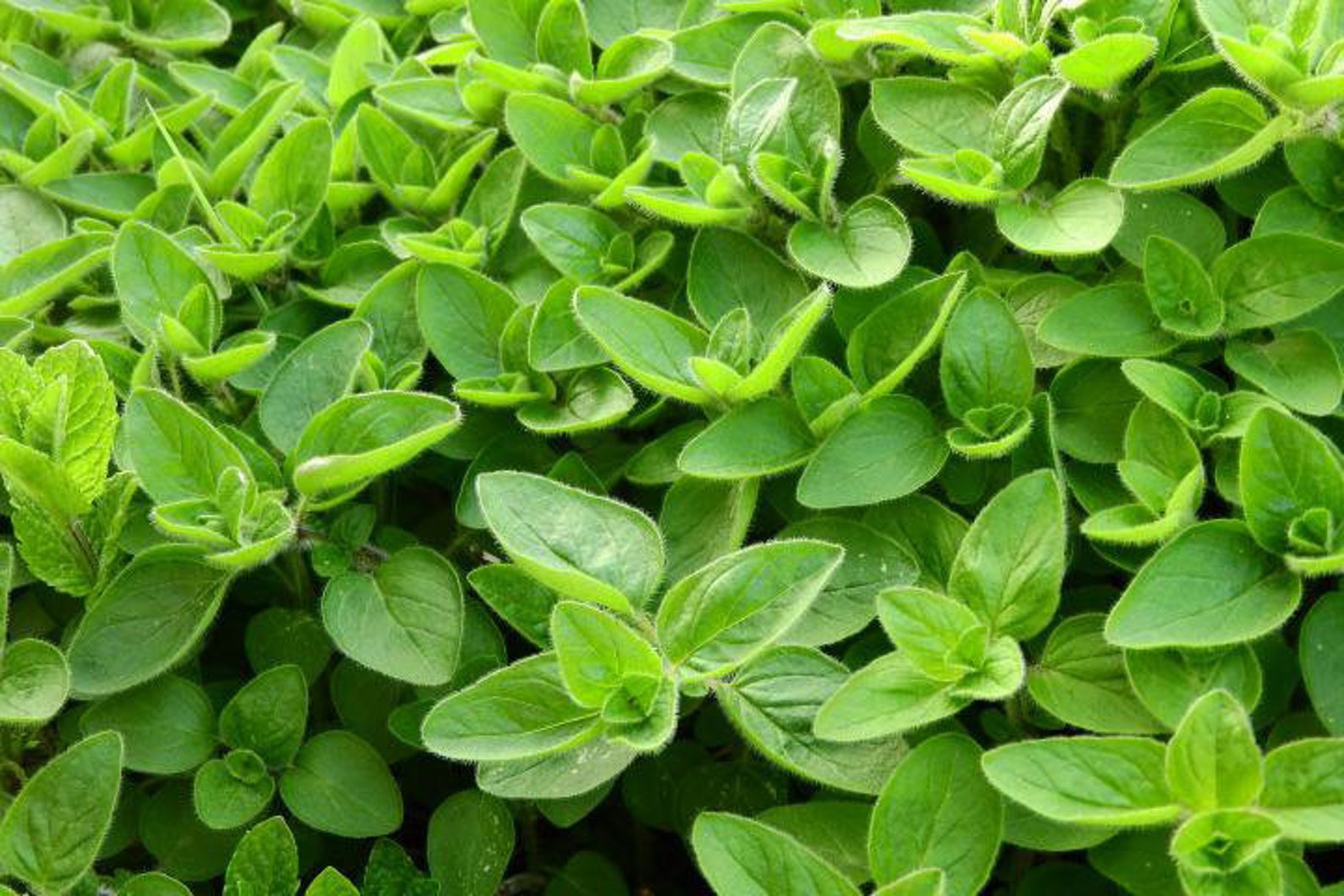 Marjoram Leaf (origanum Majorana). 1 Oz Cut & Sifted, Dried, Loose Herb ...