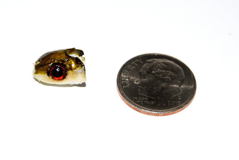 Pinhead DIY Fish Head for Fly Fishing Flies or Spin Rod - Etsy