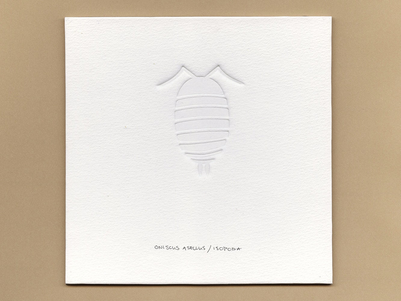 Embossed / Debossed Roly Poly Bug in White Watercolor Paper on a 4mm ...