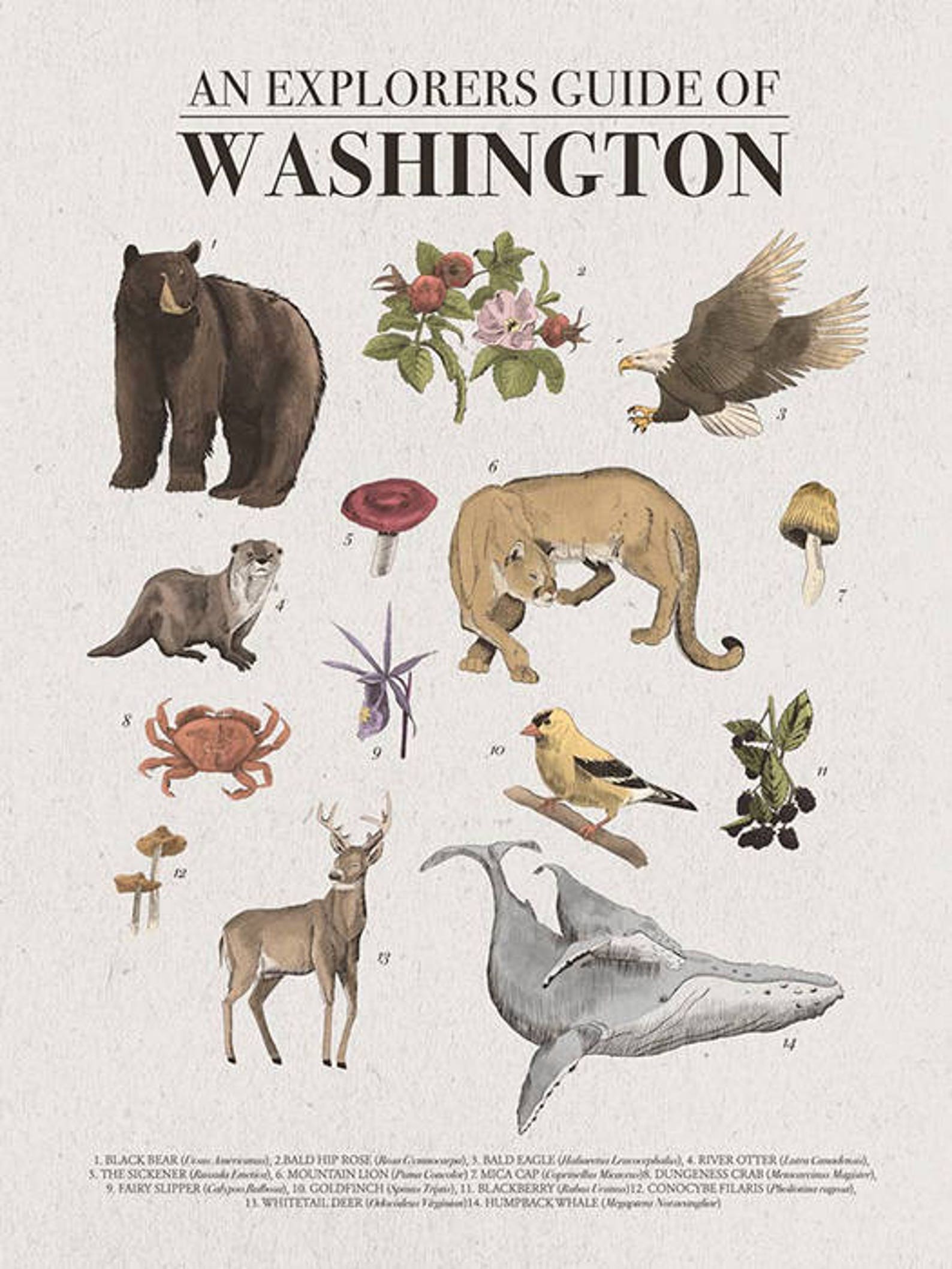 Washington State Poster | Pacific Northwest Hiking Wall Art ...