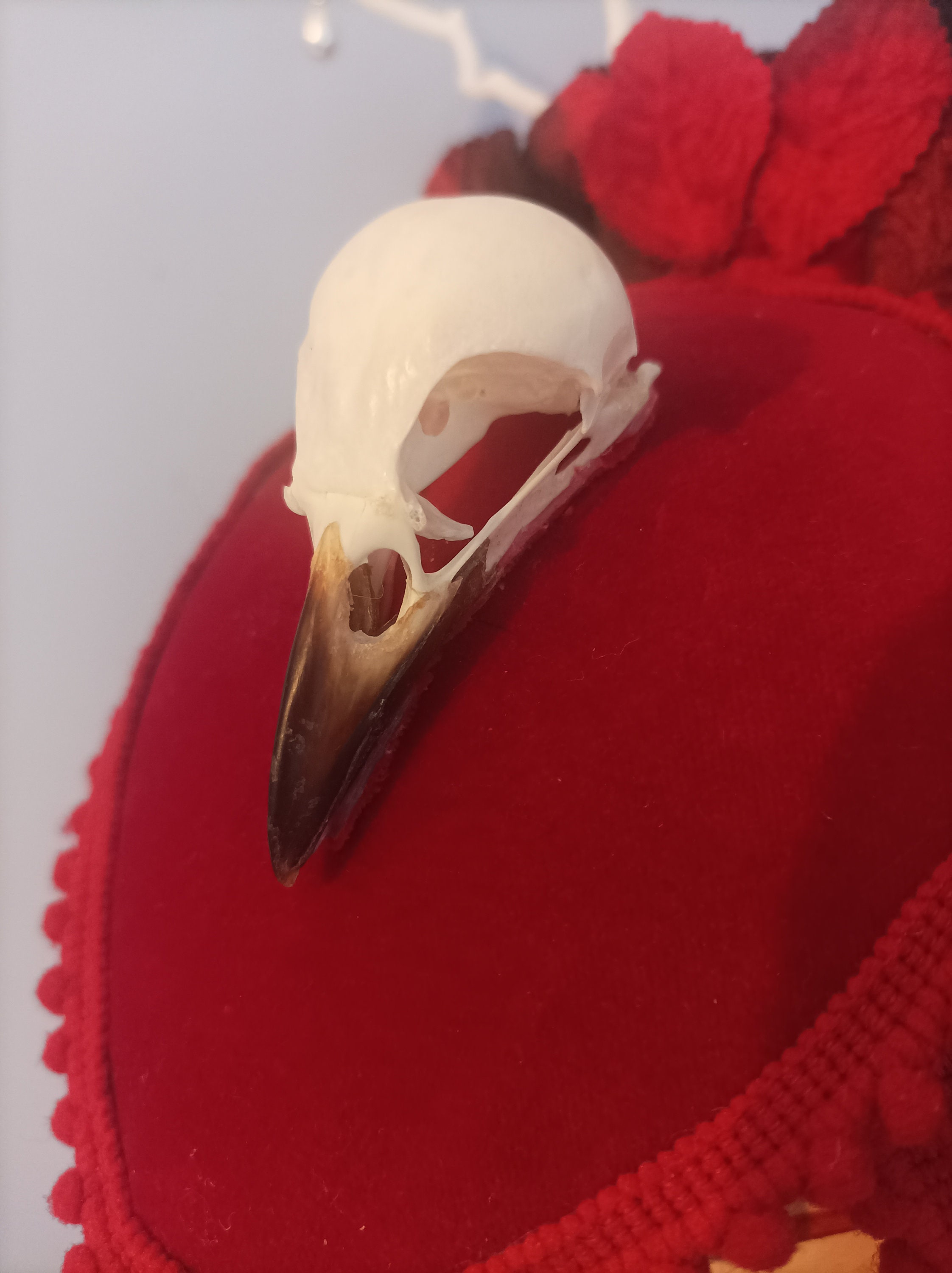Crow Tudor Headdress Steampunk Hat Velvet Gothic Headwear Alternative ...
