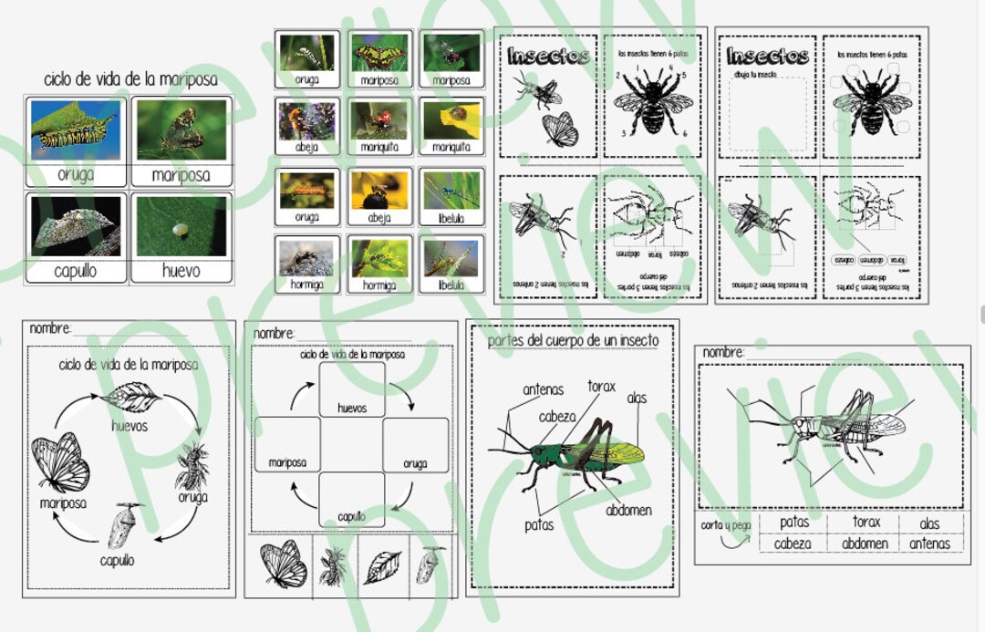 Insectos Montessori Work in Spanish - Etsy