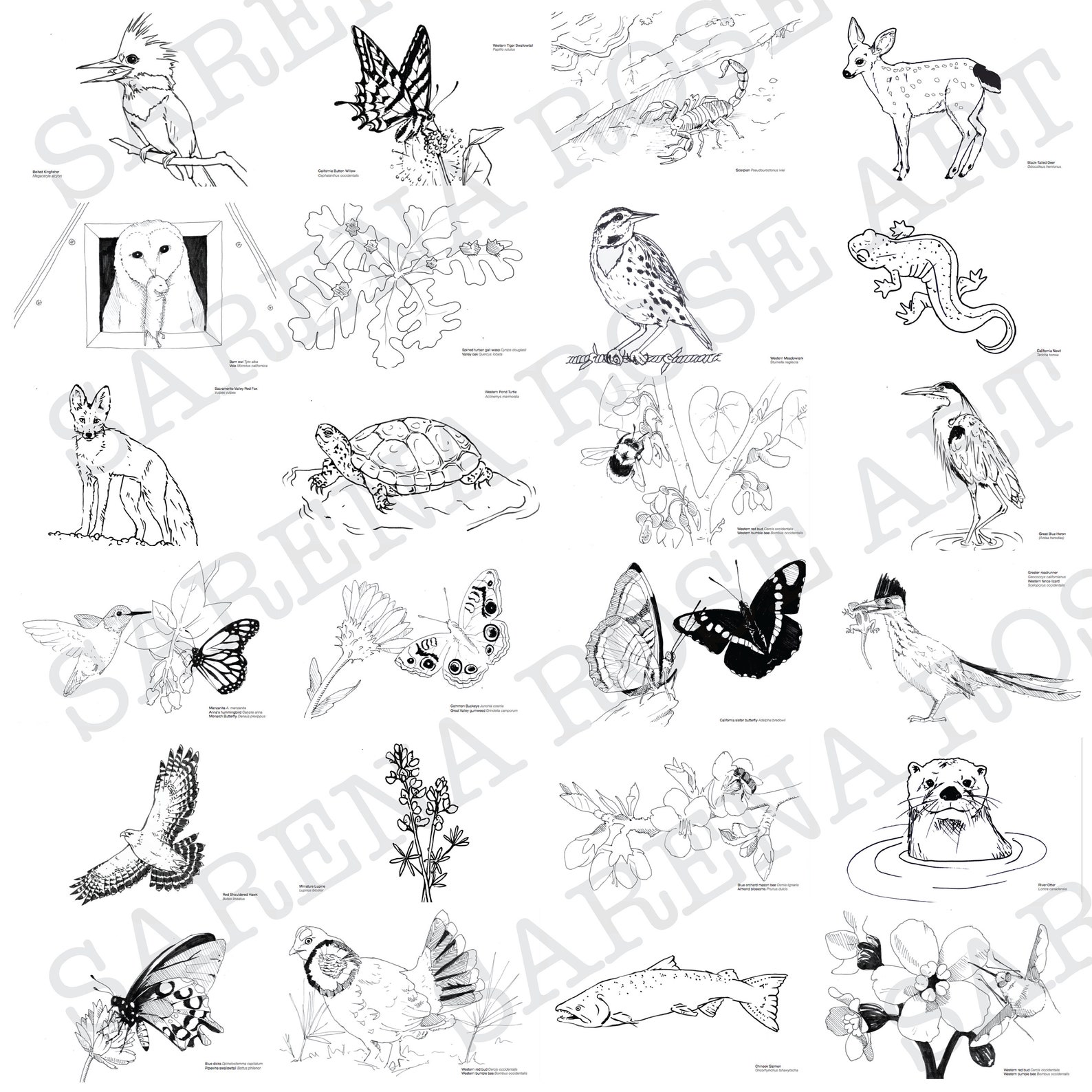 Coloring Book: DIGITAL DOWNLOAD California Native Plants and Animals - Etsy