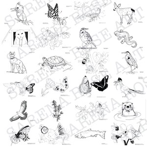 Coloring Book: DIGITAL DOWNLOAD California Native Plants and Animals - Etsy