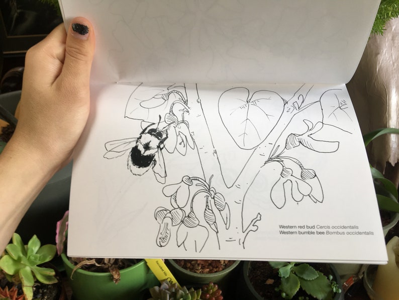 Coloring Book: DIGITAL DOWNLOAD California Native Plants and Animals - Etsy