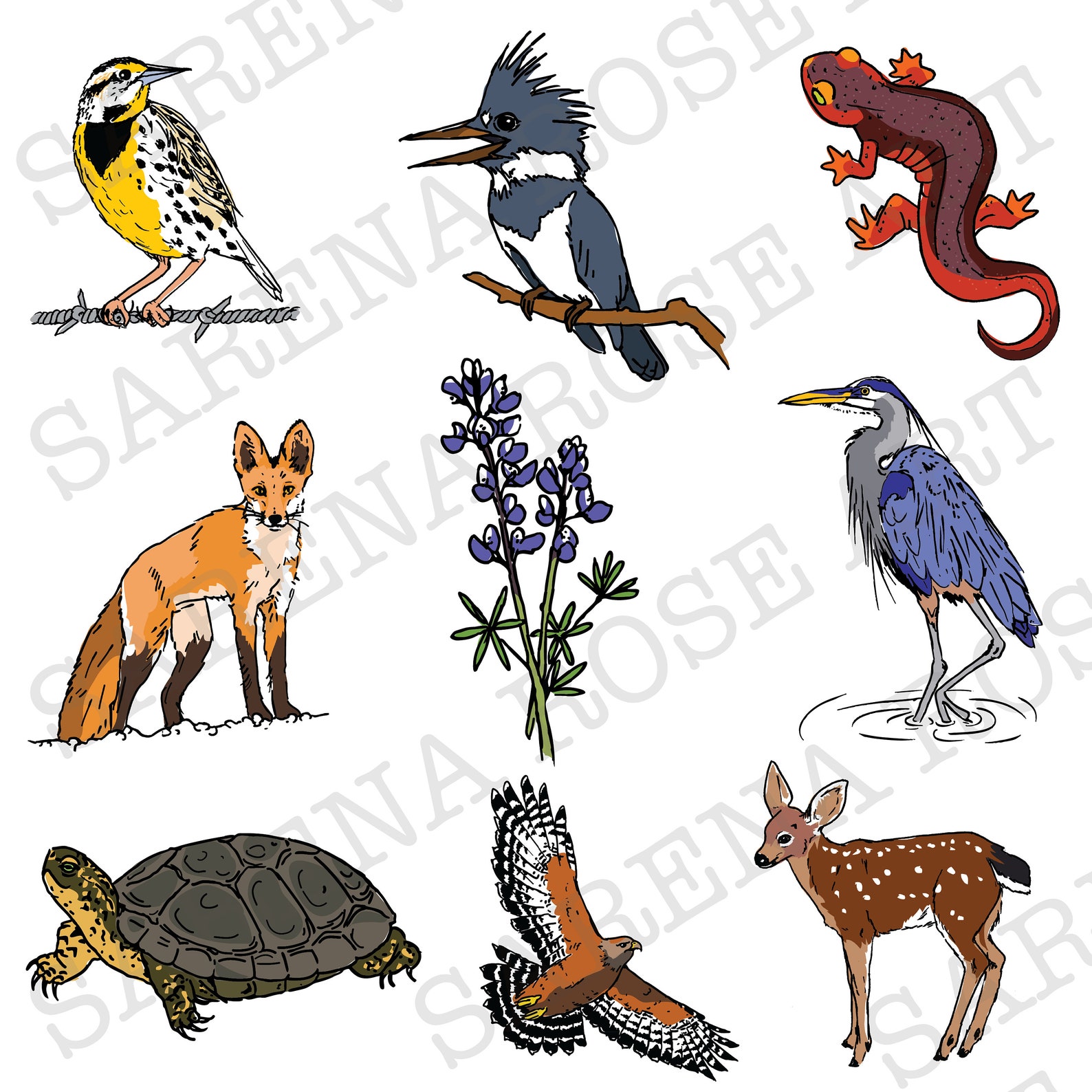 Coloring Book: DIGITAL DOWNLOAD California Native Plants and Animals - Etsy