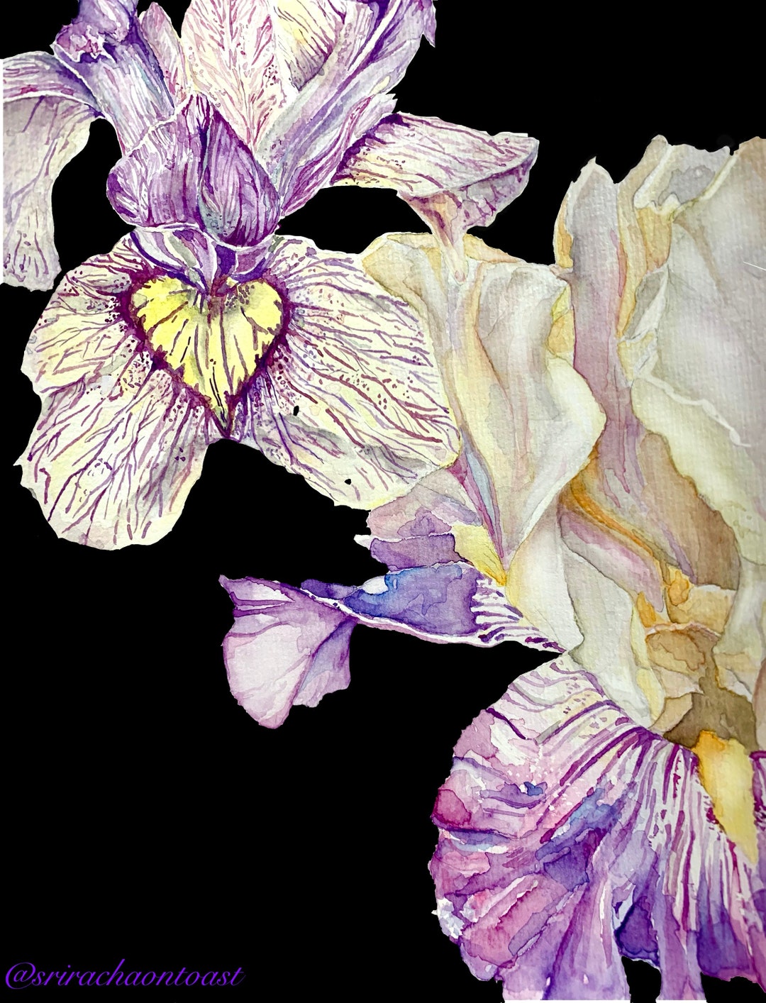 Irises Watercolor Print on Semi Gloss Paper 16 X 20 BLACK BACKGROUND ...
