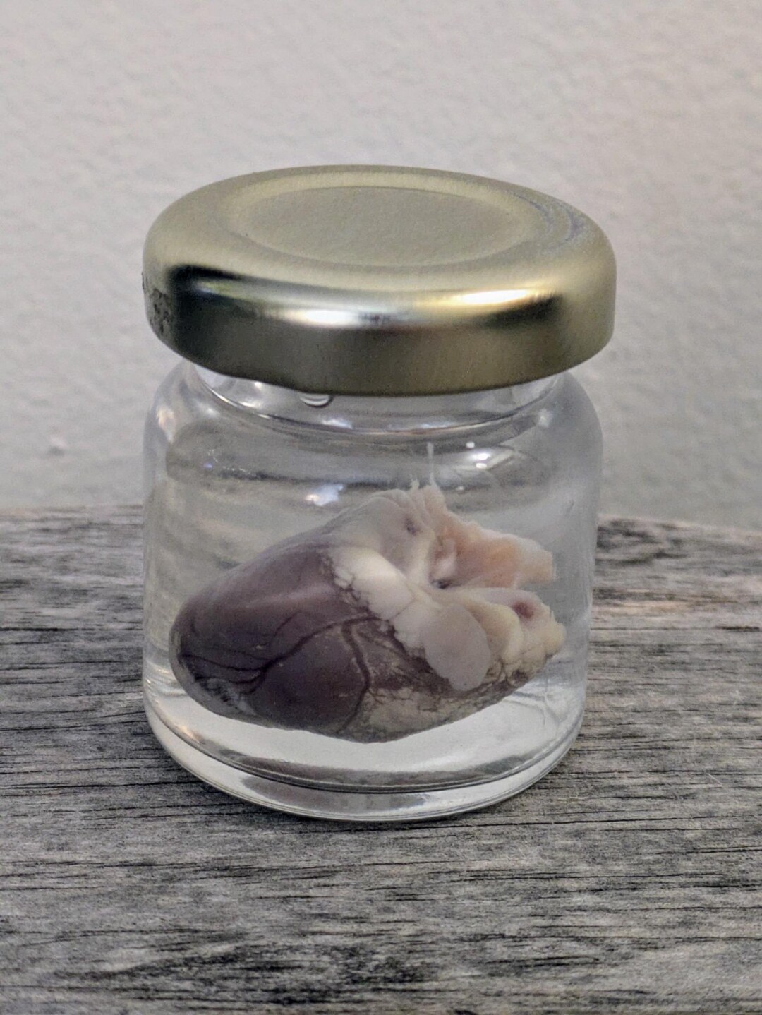 Wet Specimen | Rabbit Heart *jar Included* - Etsy