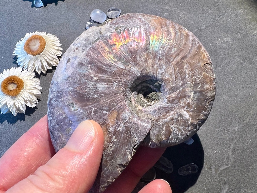 Raw Ammonite 3.5 Inches Opalized Rainbow Fossil, Rare Iridescent Blue ...